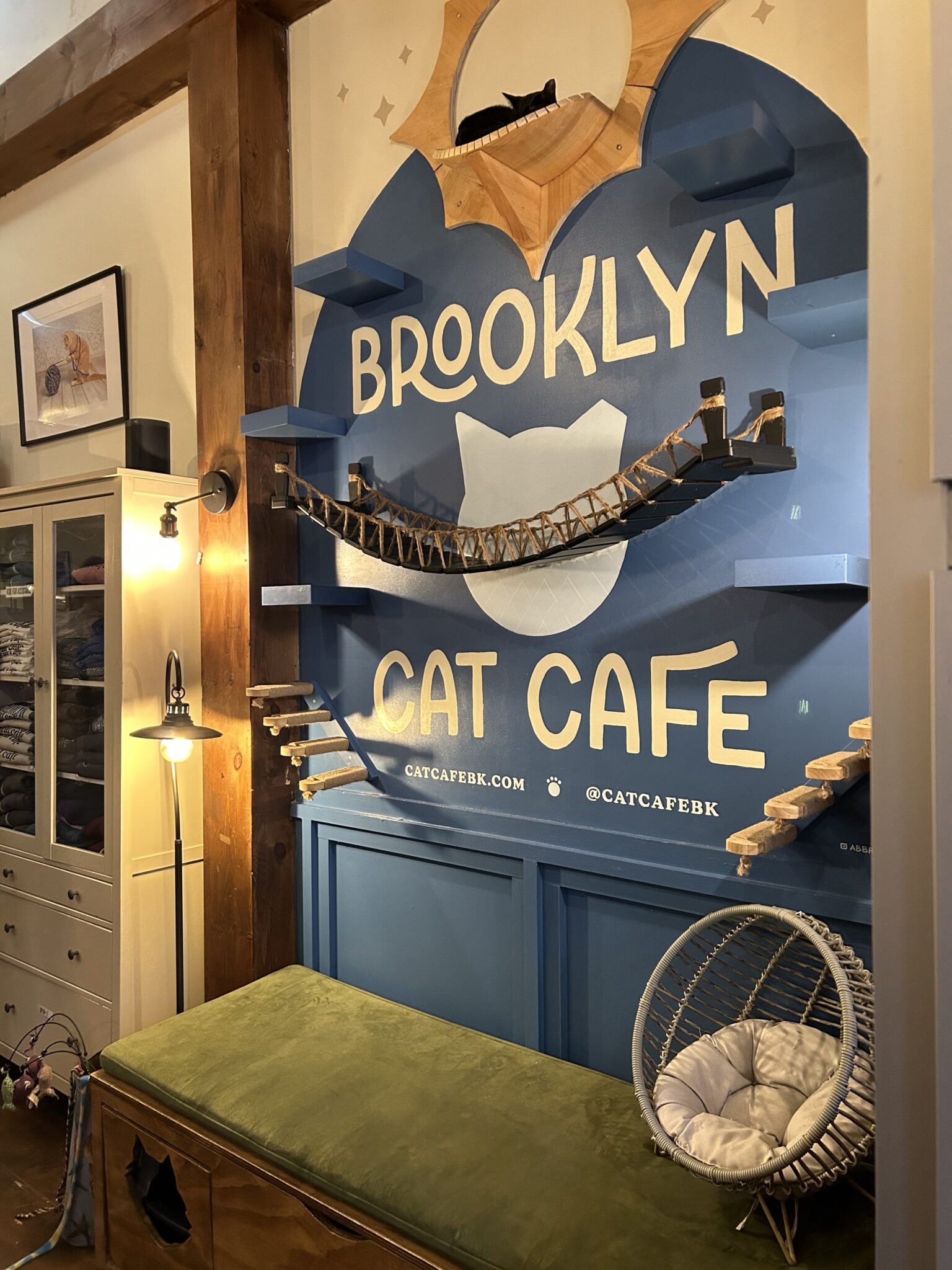 The Best to Worst Cat Cafés for College Students – Cooper Squared